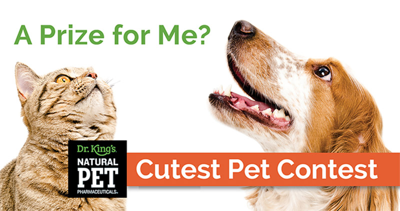 Welcome to Dr. King’s Cutest Pet Contest - SafeCare